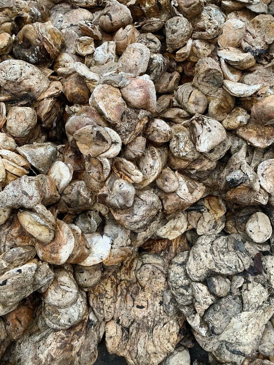 Natural Rubber Latex Cup Lump Vietnam Origin High Ammonia Content With ...