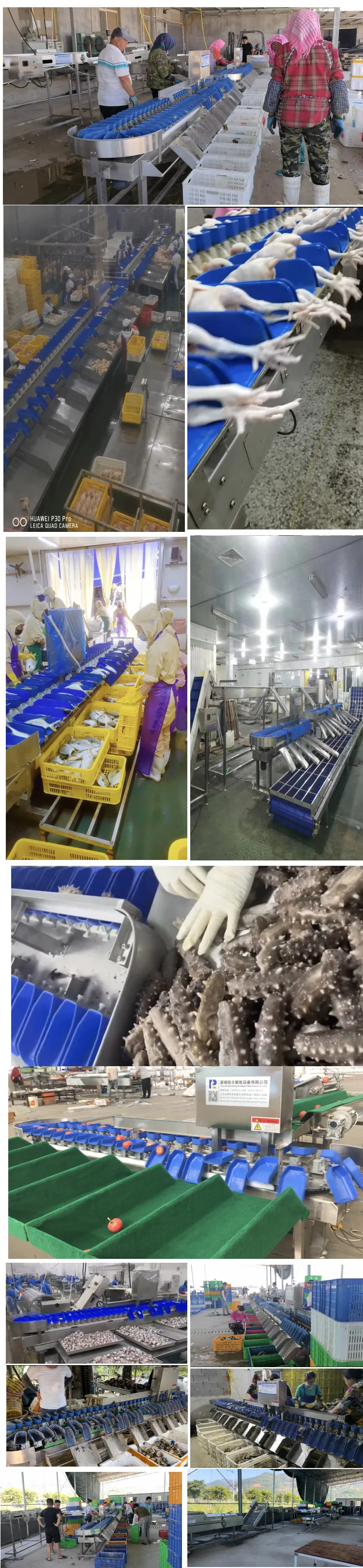Wholesale Automatic Pomfret Fish Shrimp Seafood Grading Poultry Sorter ...
