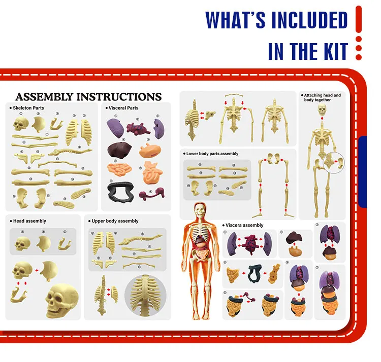 28PCS Body Parts Sets - Interactive Human Body Anatomy Kit