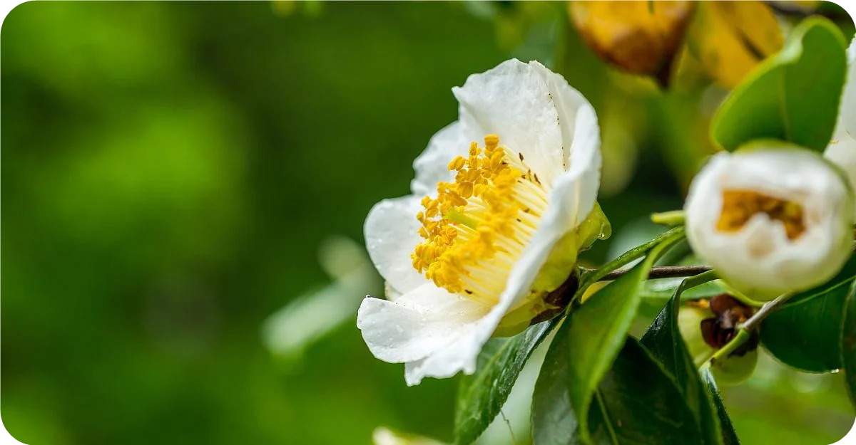 Organic Camellia Oleifera Tea Tree Seeds Extract Powder Saponin - Buy ...