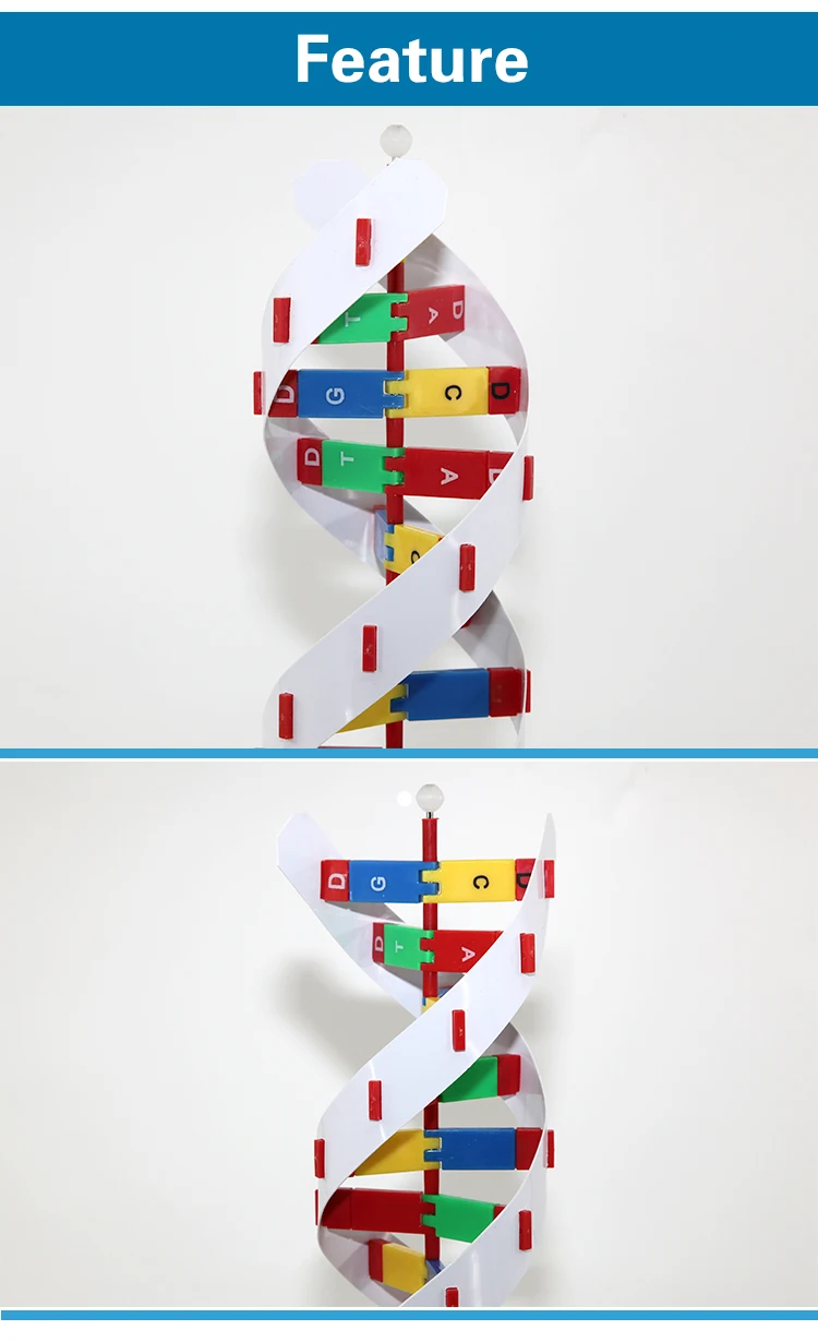 Advanced Plastic DNA Model - Understanding DNA Structure