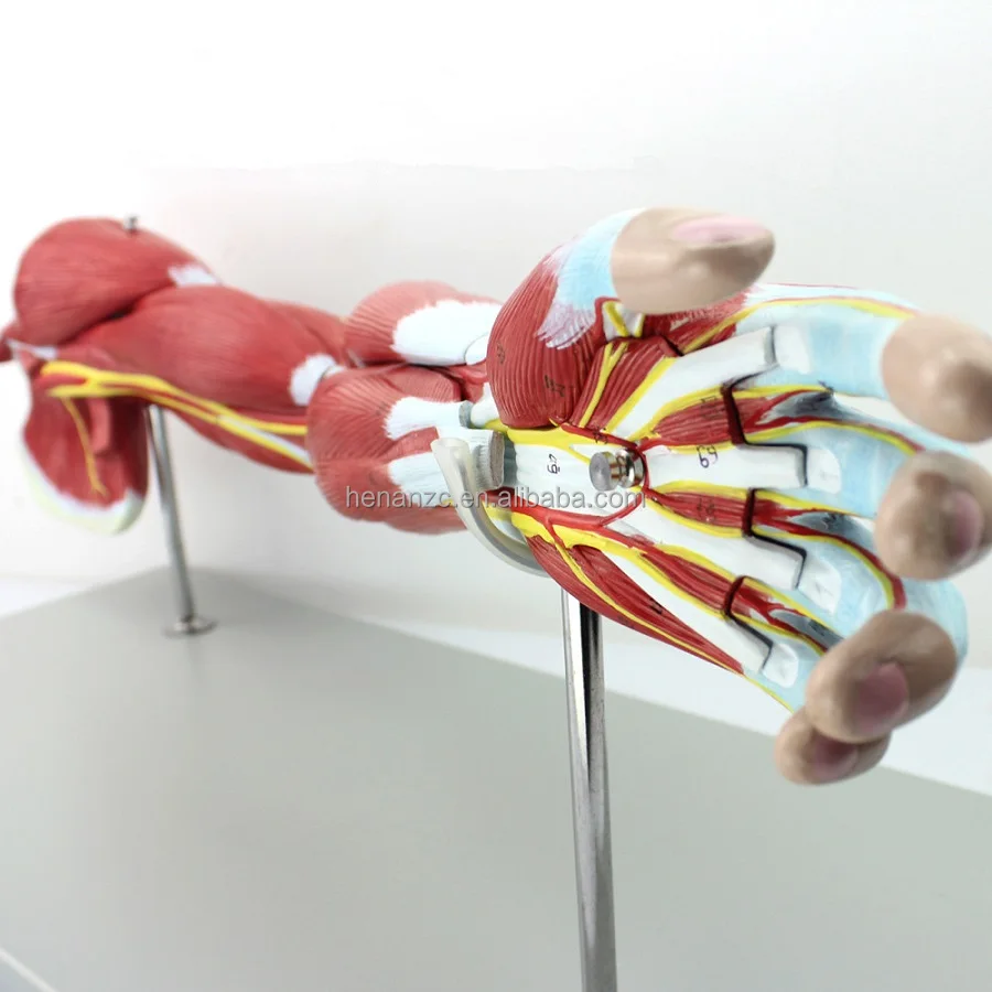 The Dissection Model Of Upper Limb - Buy Human Upper Limb Muscle ...