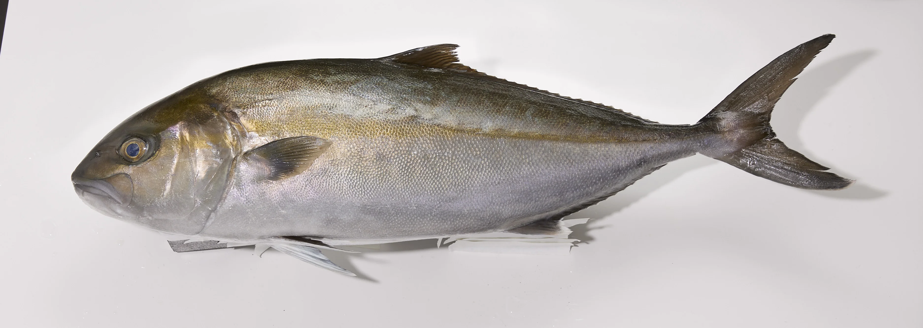 Fresh Amberjac - Buy Amberjac,Fresh Amberjac,Whole Fish Product on ...