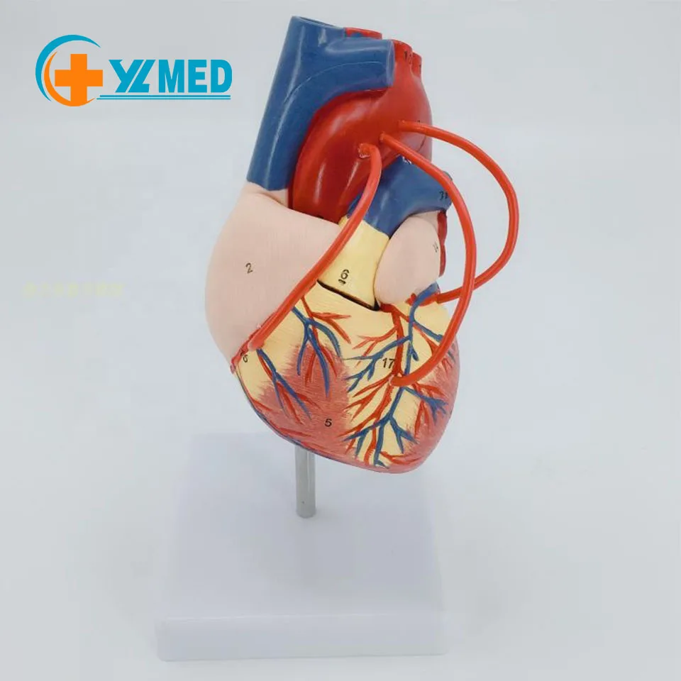 Heart Model Human Heart Anatomy Model Biological Cardiology Department ...