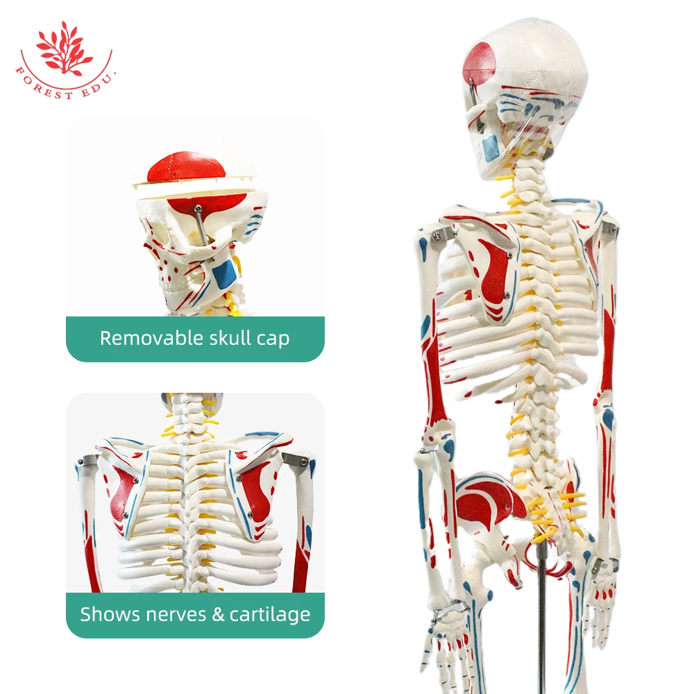 Medical Science Human Skeleton Model FRT008 for Study