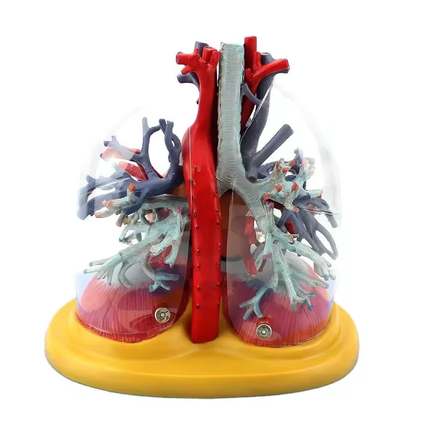 Human Heart Lung Model Human Respiratory System Model Medical Anatomy ...