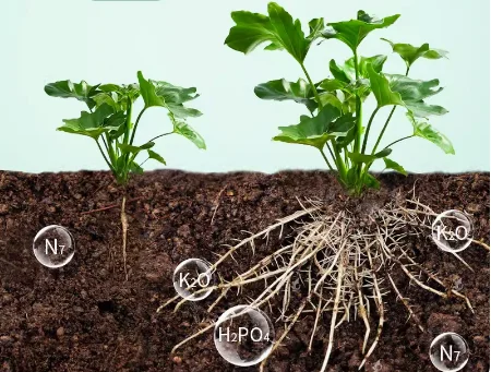 Factory Cheap Plant Roots Mycorrhizal Plant Roots Fungi| Alibaba.com