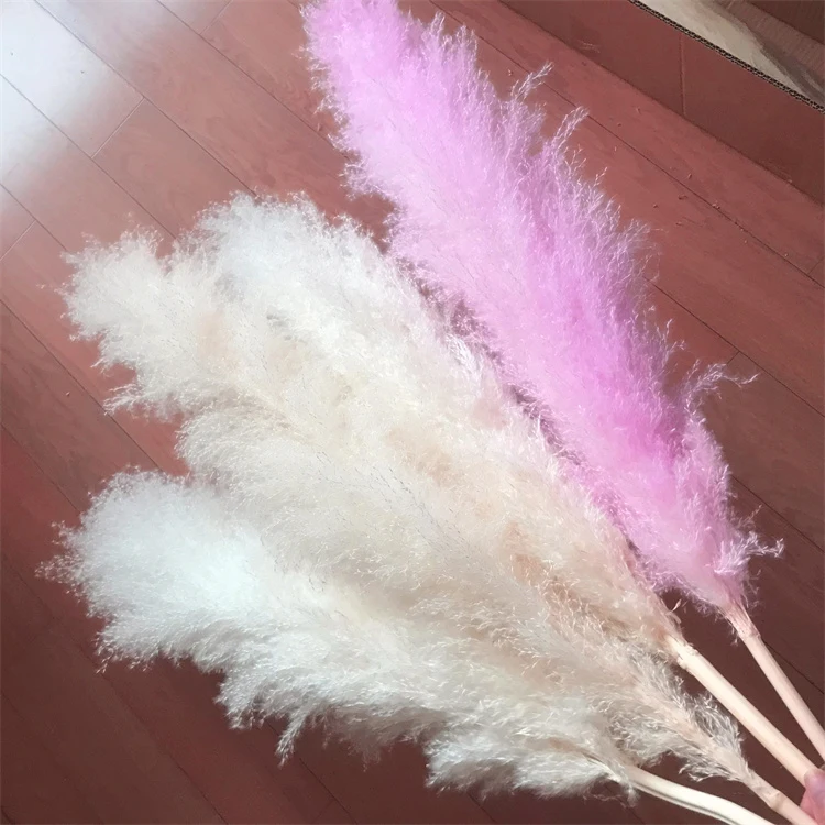 BOHO Wedding Large Plume Natural Real Preserved Dried Pampas Grass