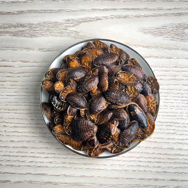Dubia Cockroach Reptile Food - Dried for Pet Nutrition