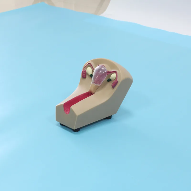 Female Contraceptive Guidance Training Model - YLJSB4