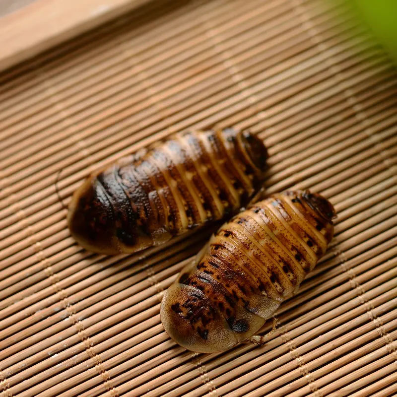 Dubia Cockroach - Nutritious Edible Bugs for Reptiles