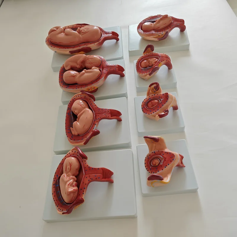 Fetal Development Process Model Detachable Fetal Anatomical Model - Buy ...