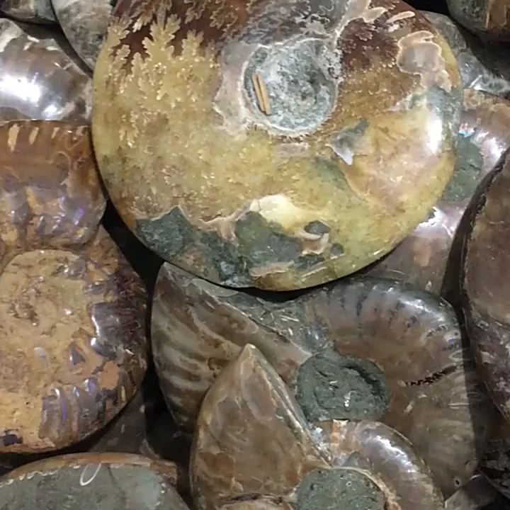 Wholesale Big Size Crystal Craft Natural Conch Ammonite Shell Fossils ...