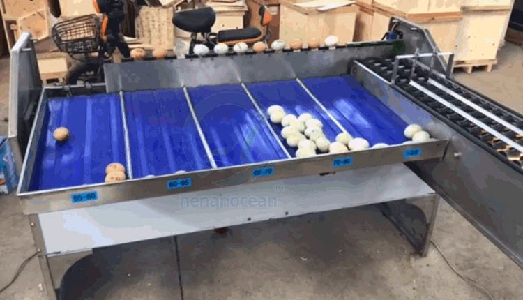 Sorter 5 Row Lane Egg Scale And Grader Weigh Inspection 10000 Egg/hr Duck Egg Grade Machine For ...