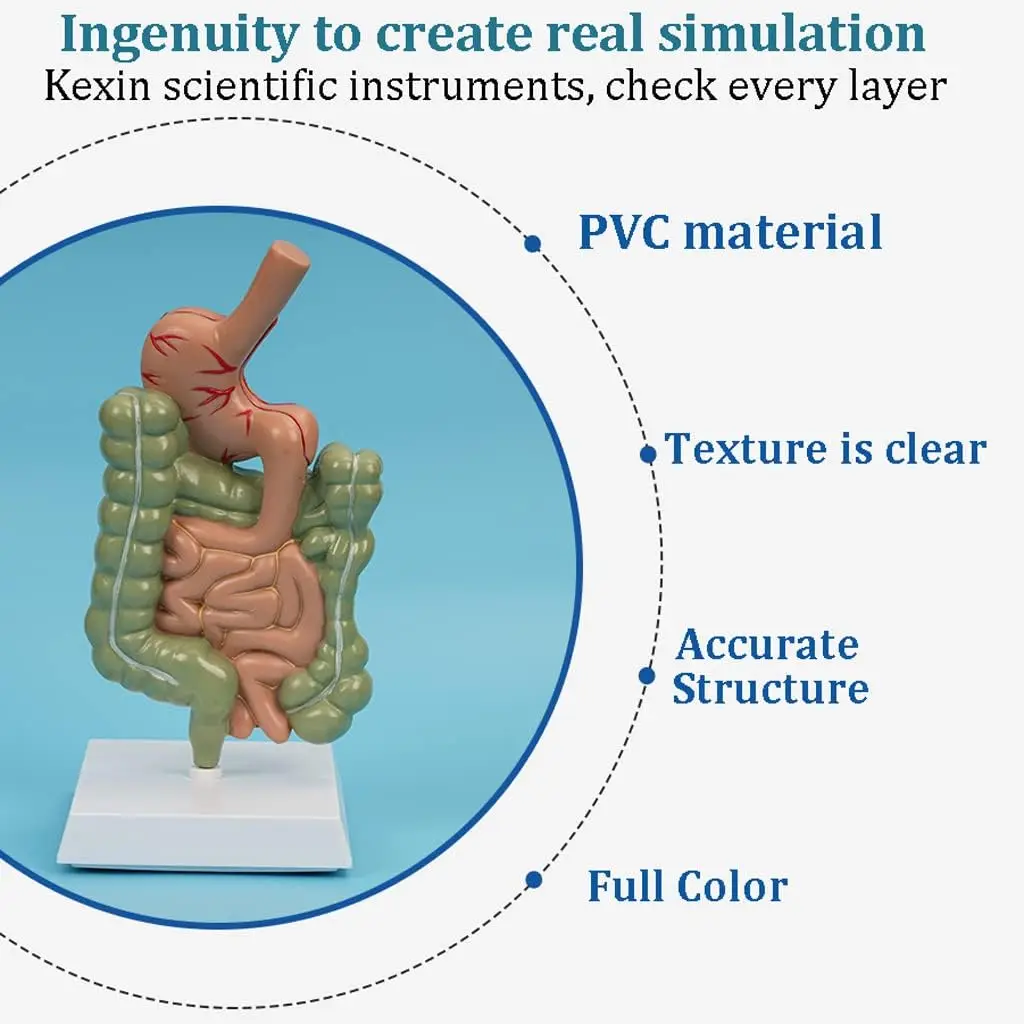 Teaching Equipment Human Stomach Anatomy Model Pathological Digestive ...