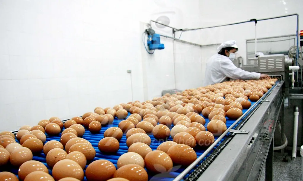 Factory Genyond Complete Egg White & Yolk Liquid Making Machine And ...