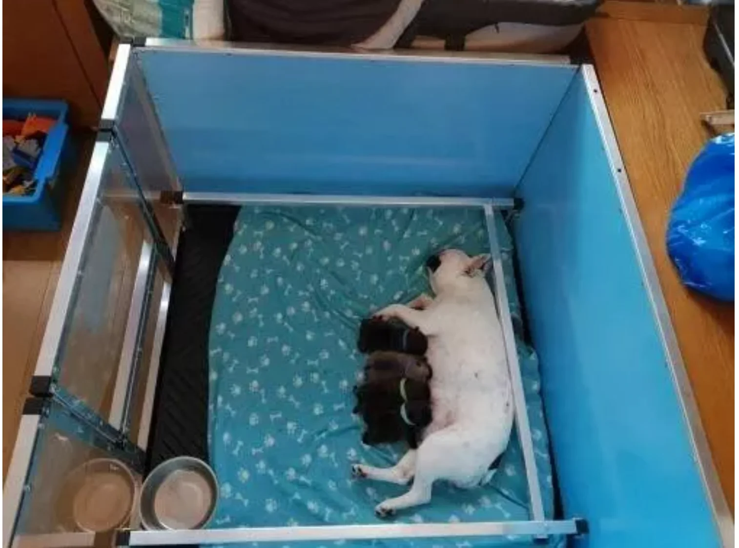 What Size Whelping Box For English Bulldog at Carlo Simmons blog