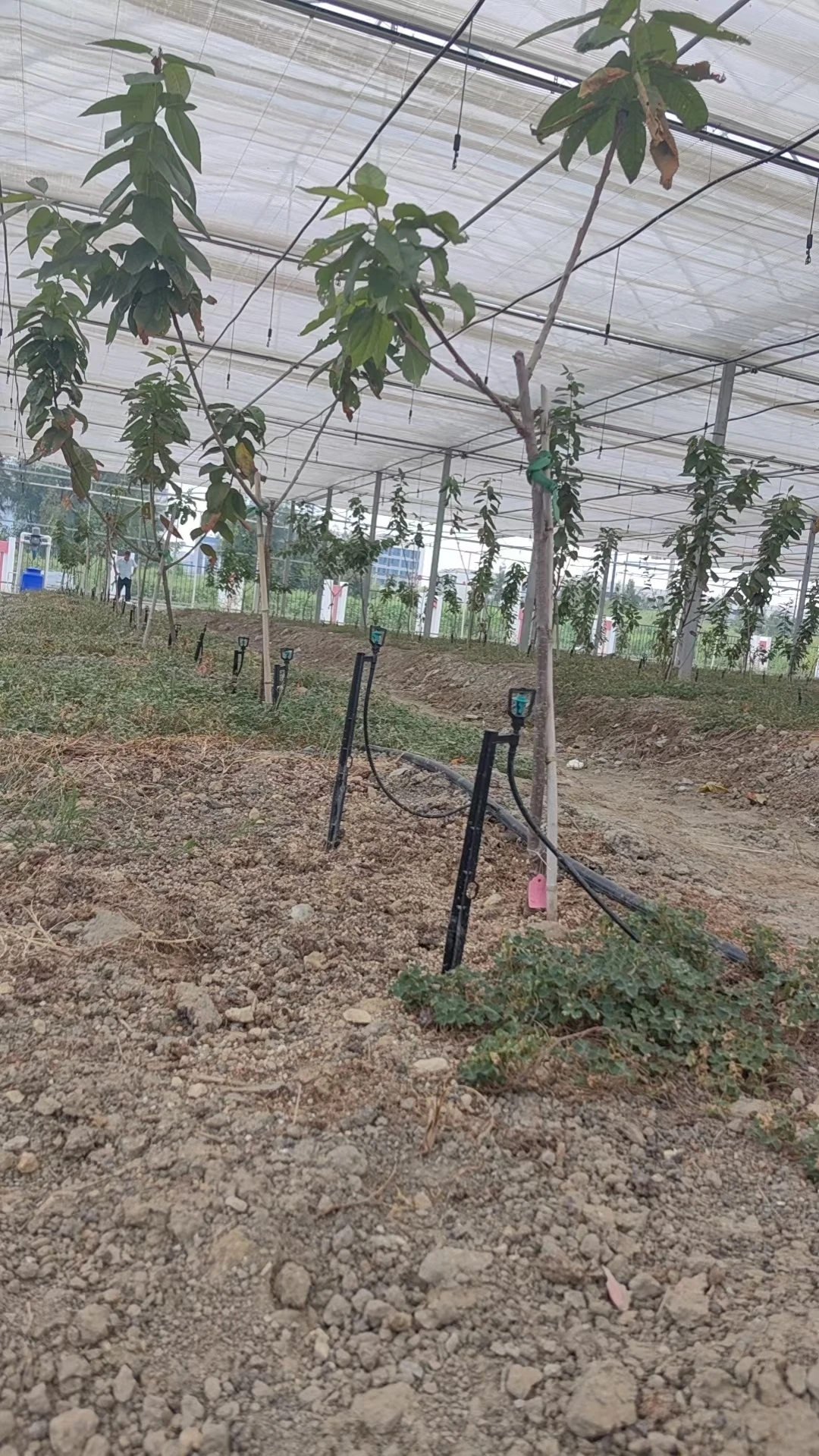 Drip Line Irrigation 16mm 20mm 25mm PE100 Tube Drip Irrigation System ...