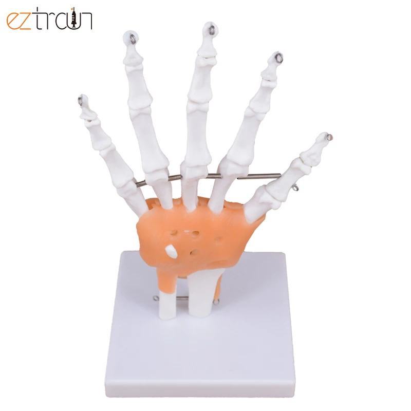 TSE Model Beige Two Lumps in One Testicle Pathological Testicular Model ...