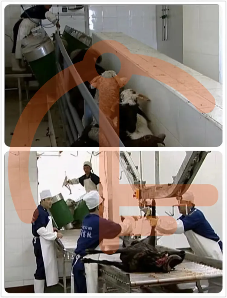 Halal Ram Abattoir With Lamb Slaughter House Meat Process Traceability ...