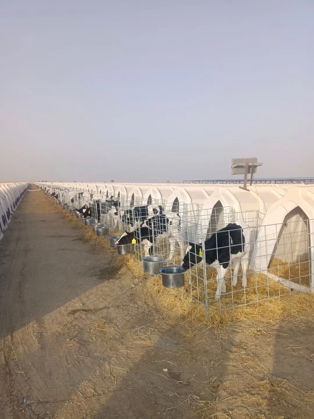 Terrui Cow Calf Hutches - Durable & Safe Housing Solutions