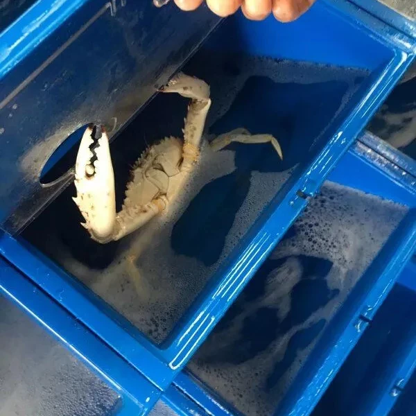 Indoor crab farming equipment crab box for mud crab farming| Alibaba.com
