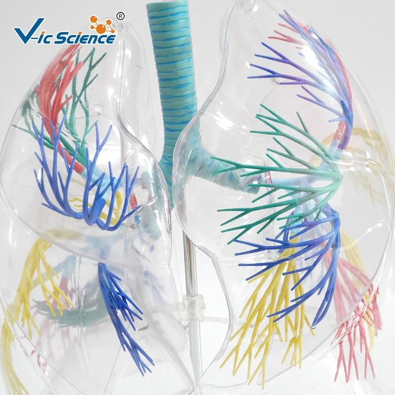 Model Of The Transparent Lung Segment Model Of Human Body Organs Lung ...