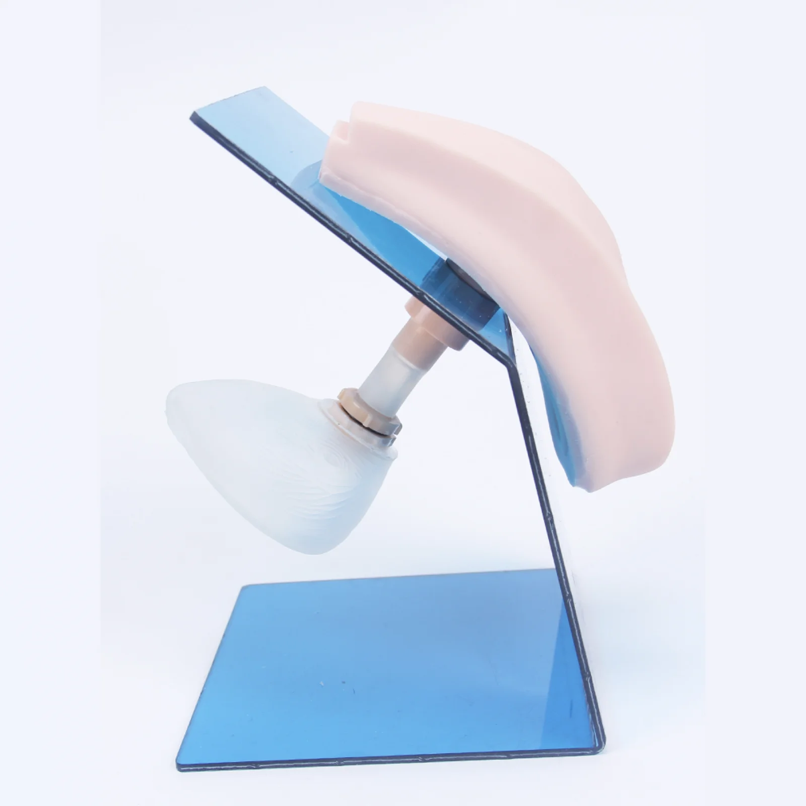 Kyrenmed Female Urinary Catheterization Training Simulator