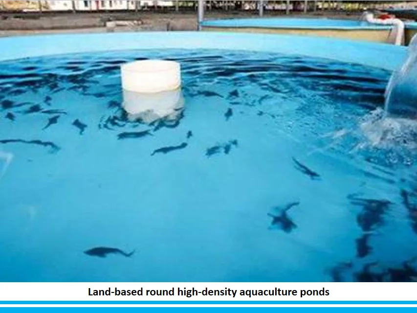 Commercial Hydroponic Aquaculture Fish Farming