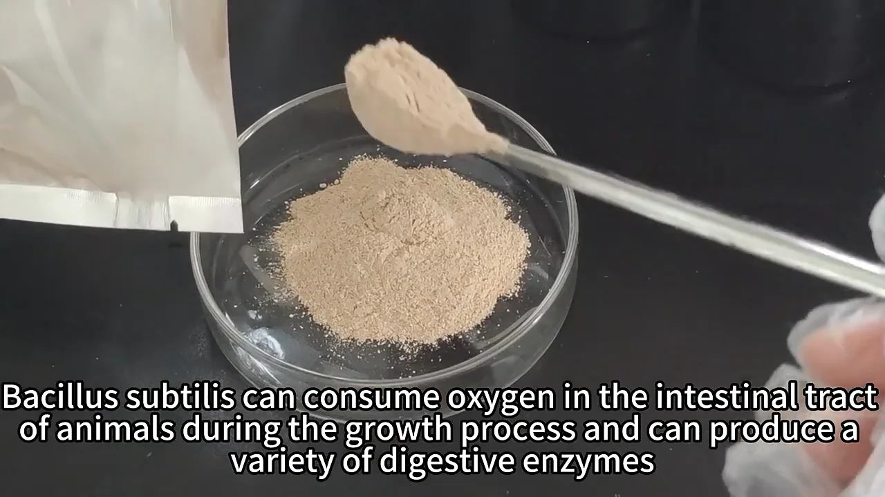 Catfish Probiotics Bacillus Subtilis Mtcc 1427 - Buy Bacillus Subtilis ...
