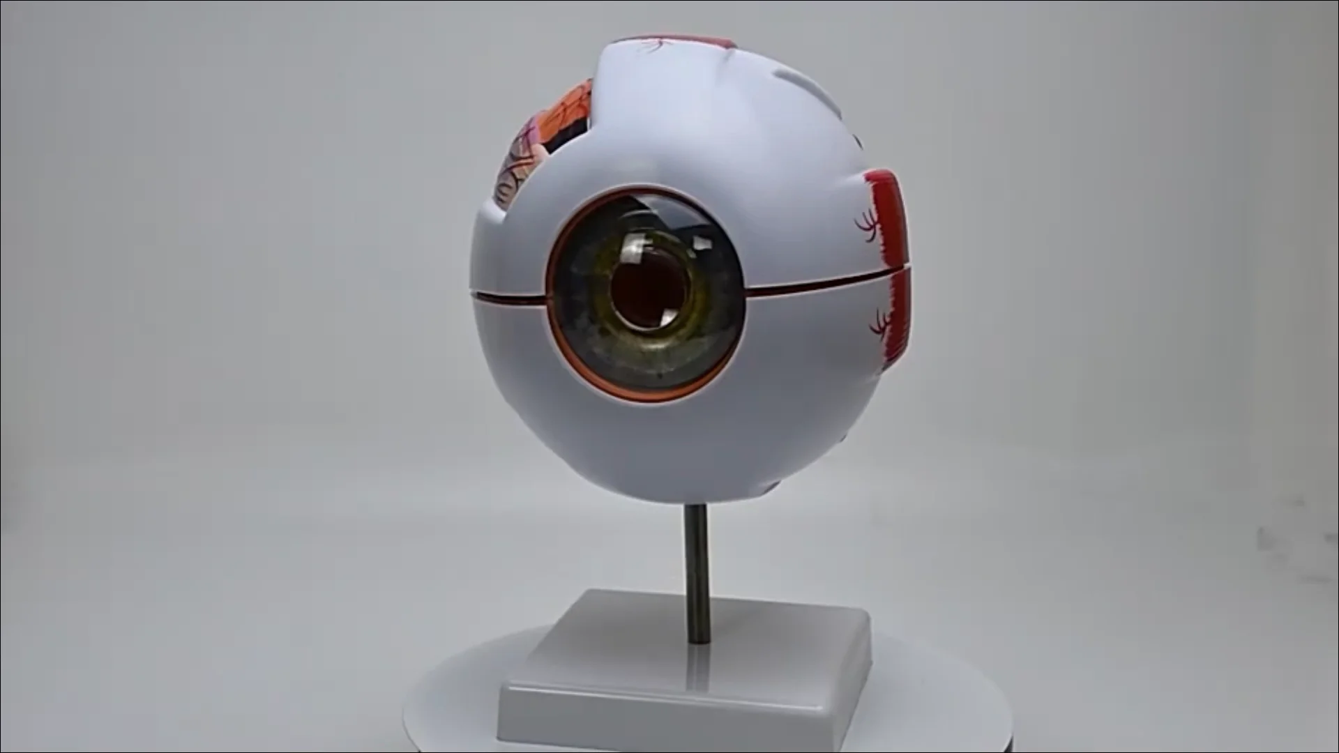 Medical Anatomy Model Plastic Simulation Human Eye Model For ...