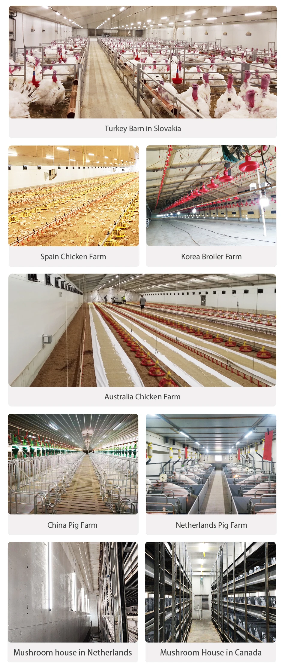 Hontech-wins 48v DC LED Poultry Bulb - Dimmable & Flicker Free