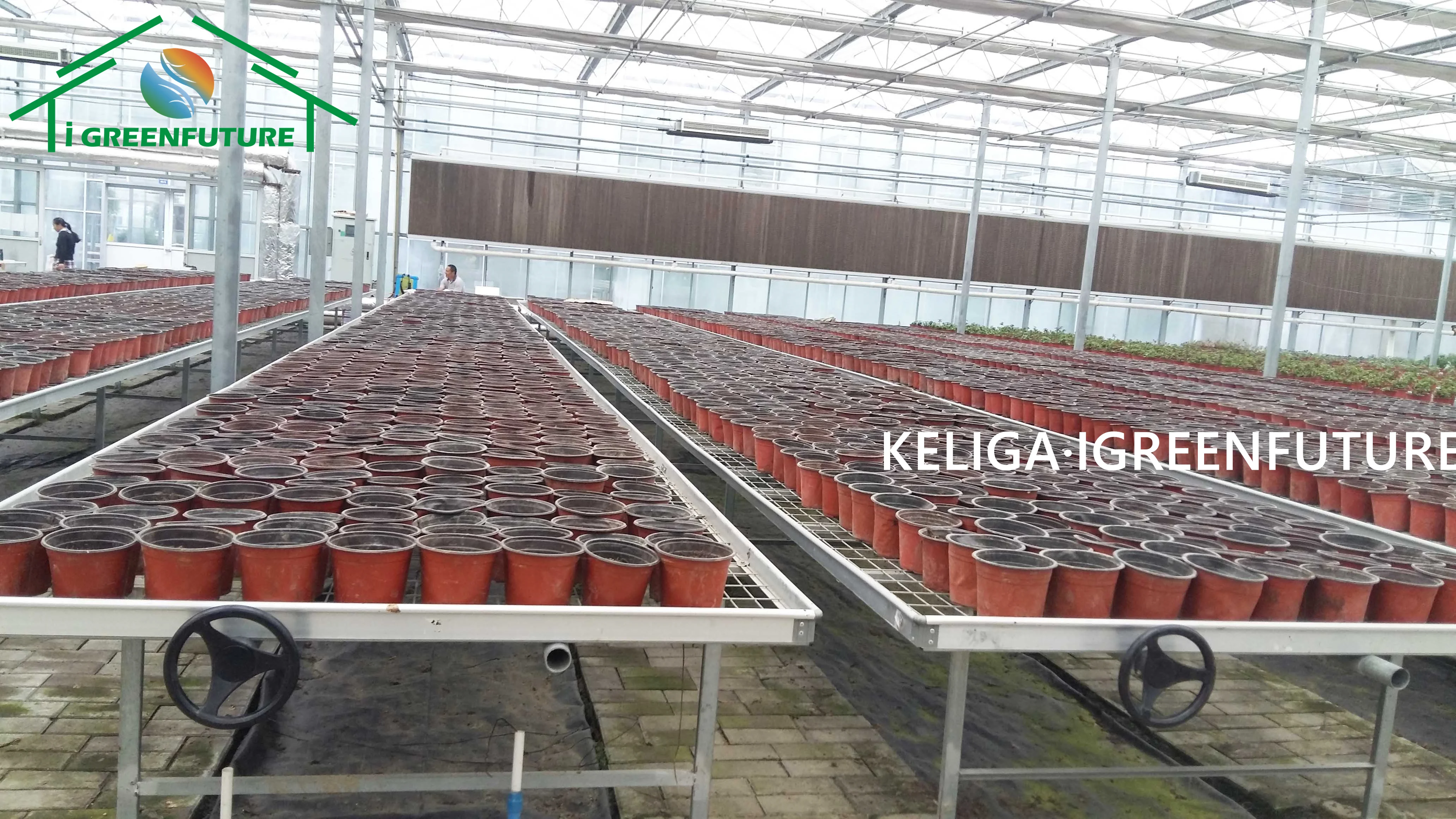 Greenhouse Nursery Bed Ebb And Flow Tray Hydroponics Movable Rolling Bench System Flood Table ...