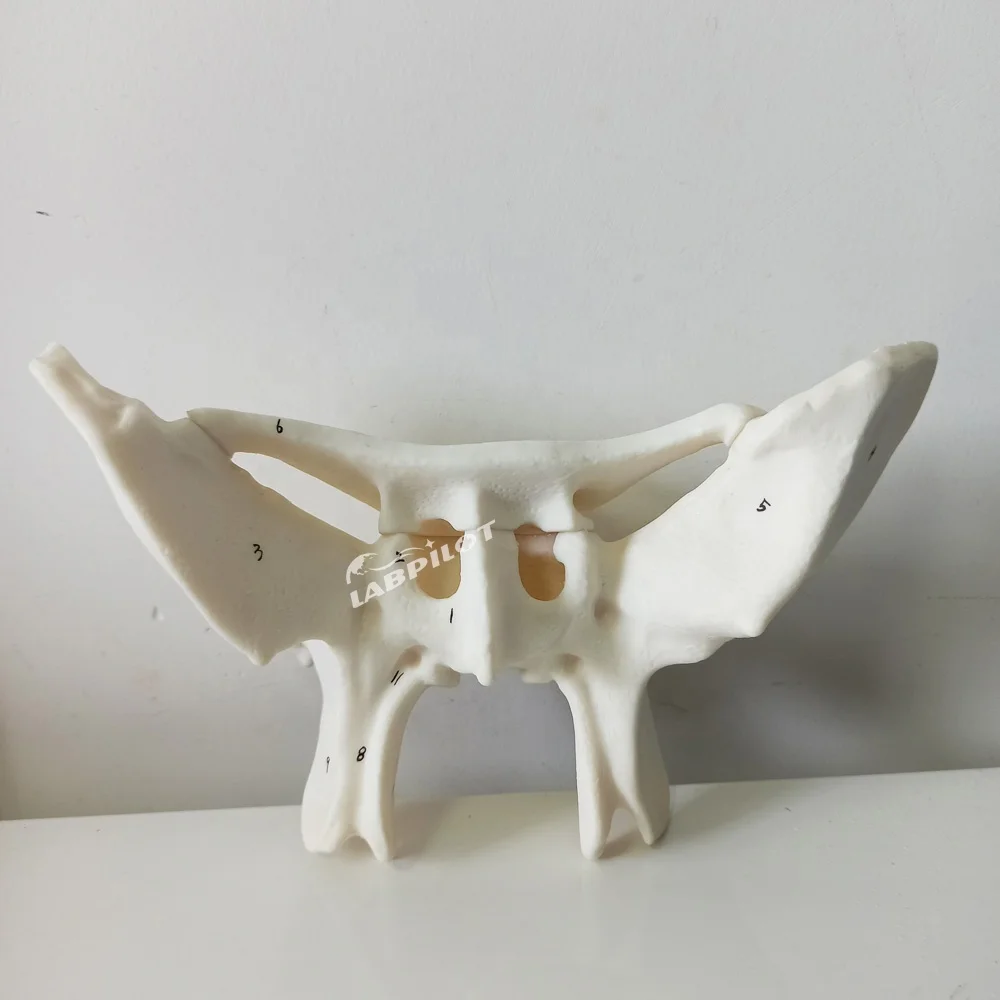 Amplified Alar Bone Sphenoid Bone Medical Teaching Model