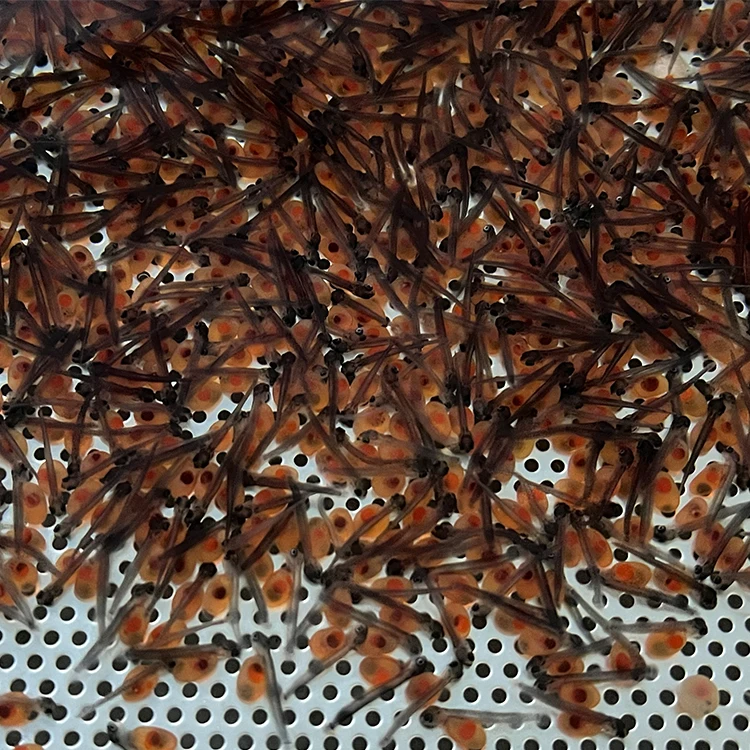 Ras Aquaculture Systems - Efficient Fish Hatchery Solutions