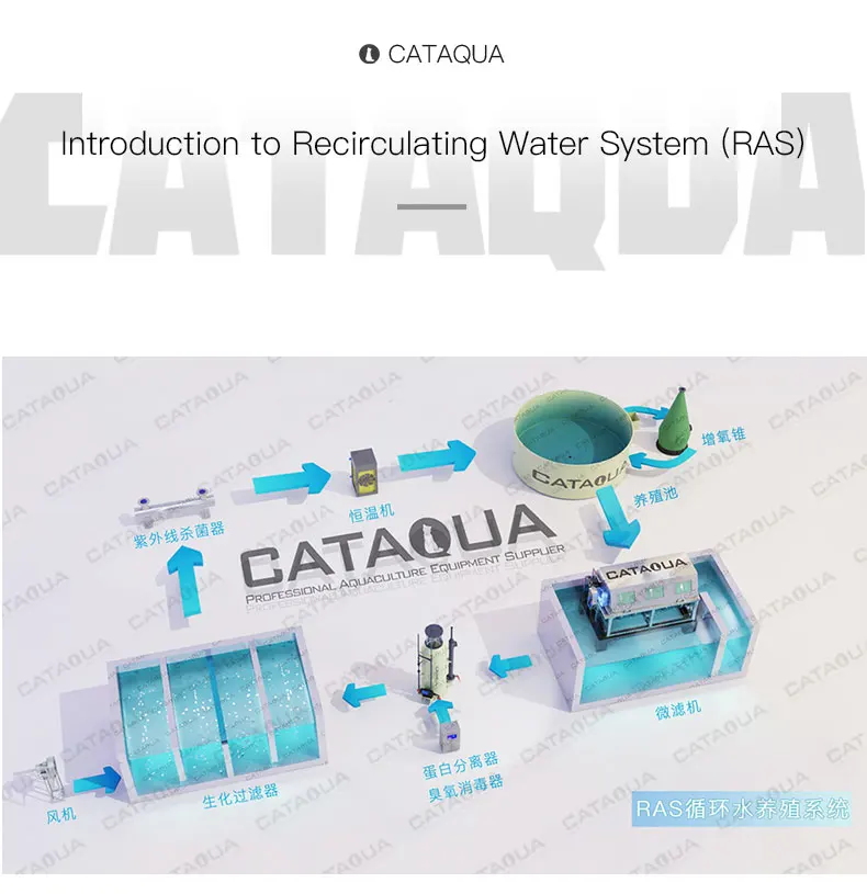 Professional Recirculating Aquaculture System Indoor Tilapia Fish ...