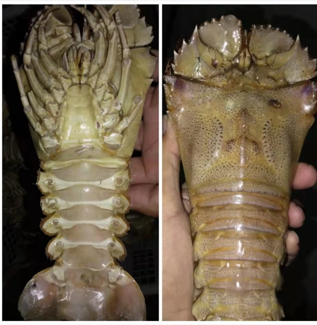 Live Mud Crab Box House - Efficient King Crab Farming