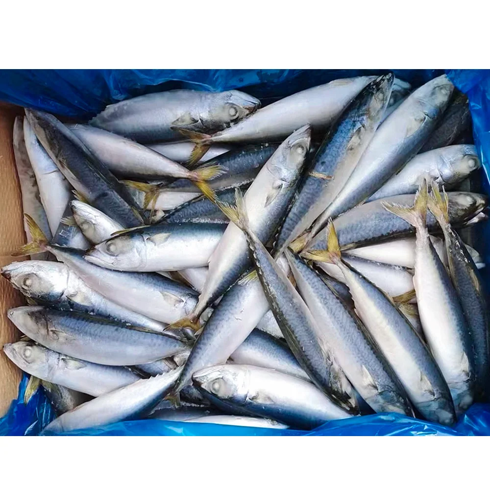 Frozen blue mackerel fish price atlantic mackerel frozen whole frozen ...