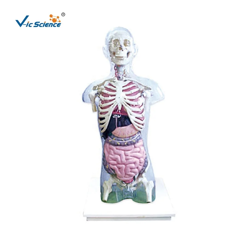 Natural Transparent Torso Model - Medical Anatomical Tool