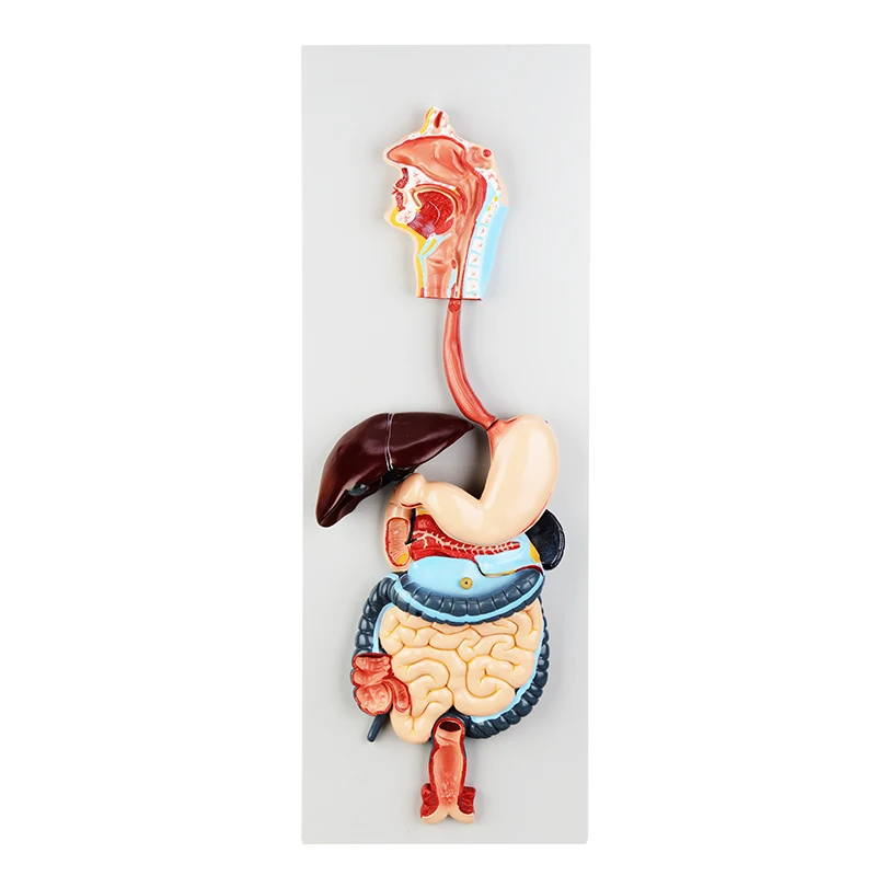 Stomach Model Project