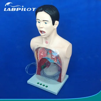 Transparent Gastric Lavage Model Nasal Feeding Tube Simulator Multi ...