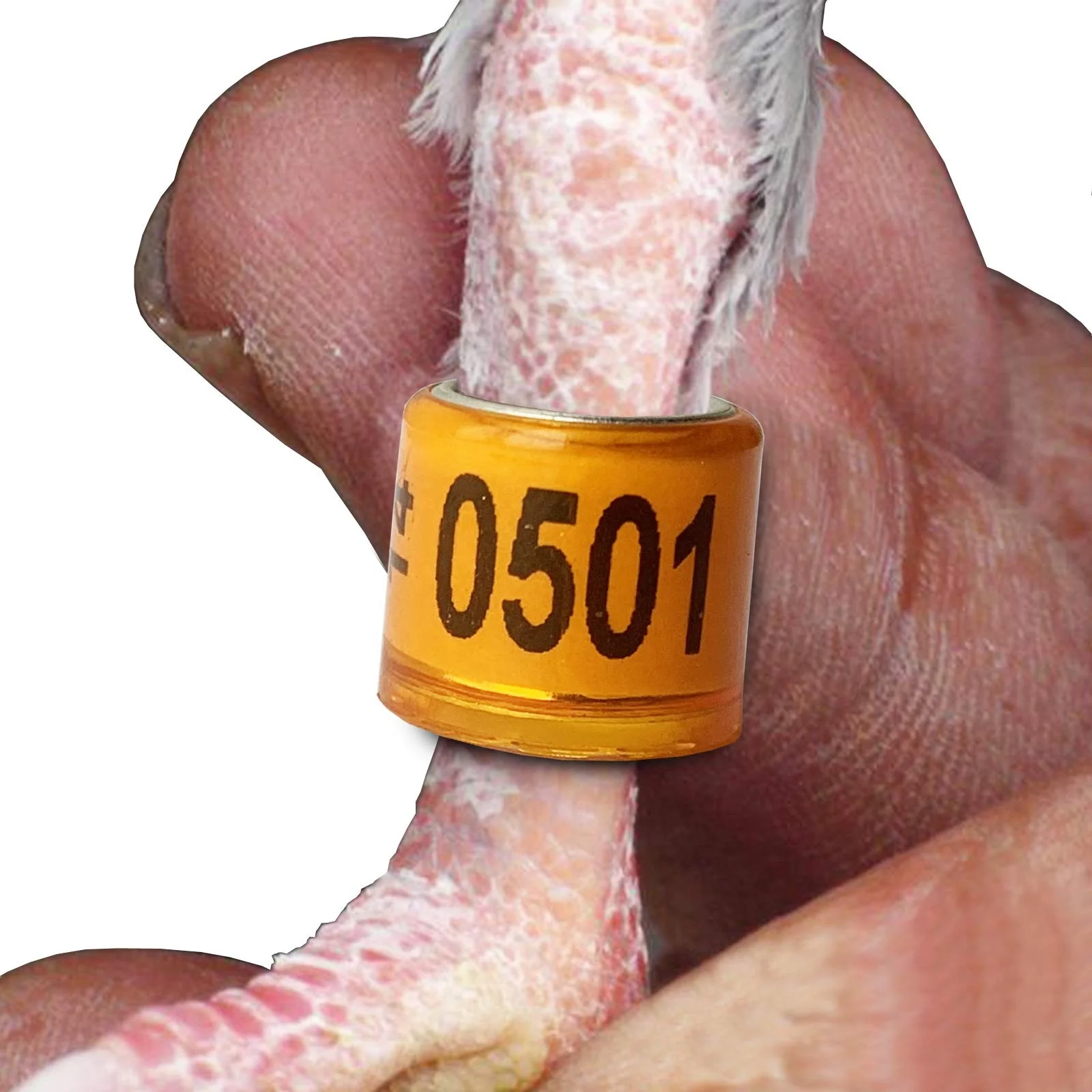 Custom Carrier Homing Racing Pigeon Foot Bands Chip Rings