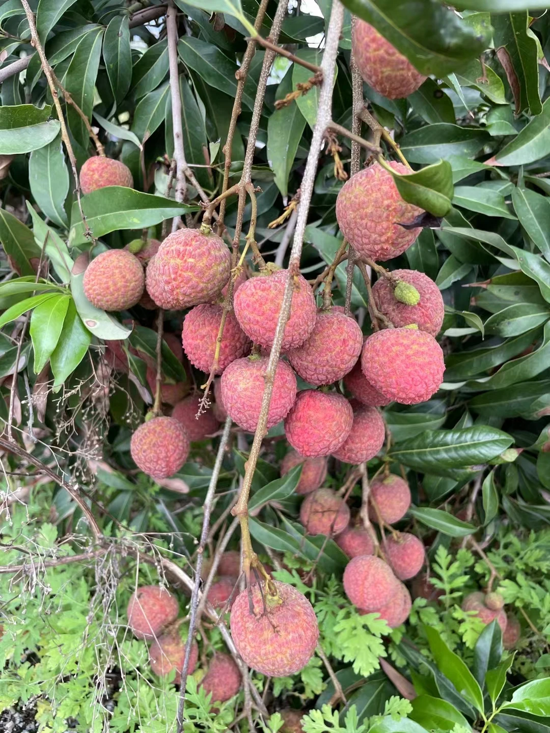 Fresh Sweet Seedless Lychee In Season 2024 New Season Fruit For ...