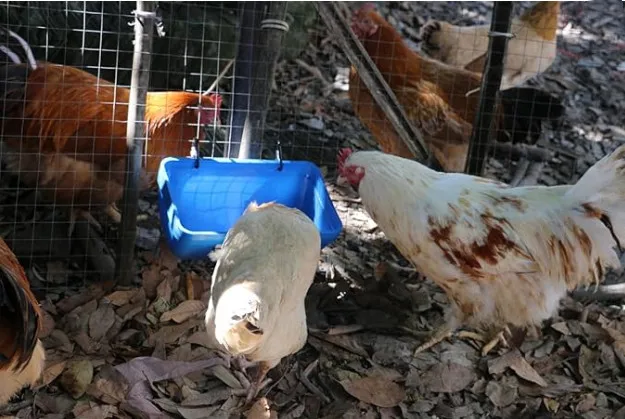 Plastic Hanging Poultry Feed Trough With Clips For Goat Duck Sheep Cat ...