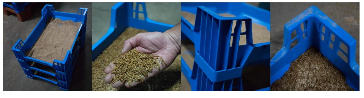 Customized Size Stackable Mealworm Breeding Tray Plastic Bsf Tray ...