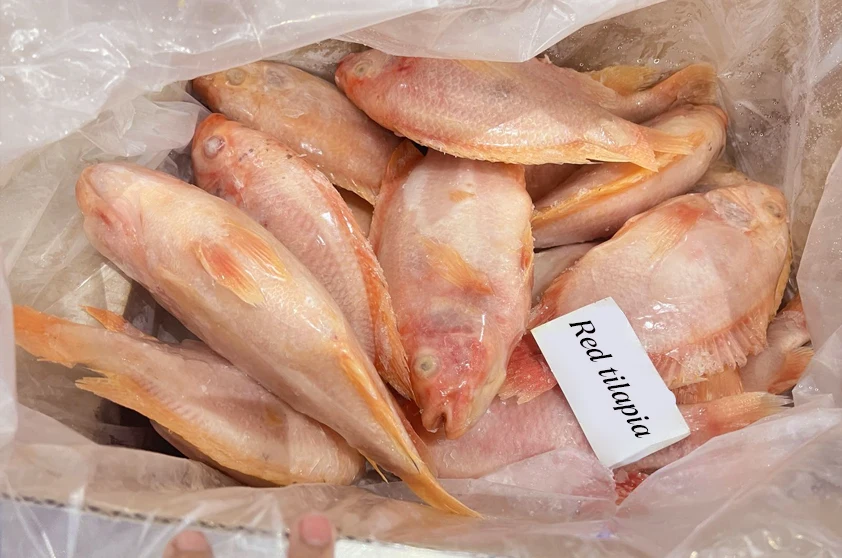 Seafood Fresh Frozen Red Tilapia Fish - Nutritious & Low-fat