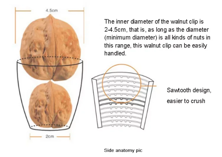 Image Anatomy Of A Walnut