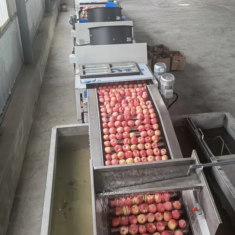 Automatic Potato and Tomato Grading Line - Efficient & Durable