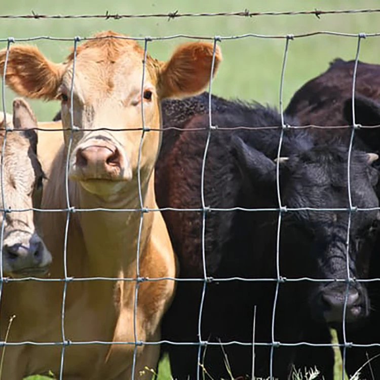 50M 100M Roll Farm Field Fence/Hinge Joint Fence/Veldspan Fence for ...