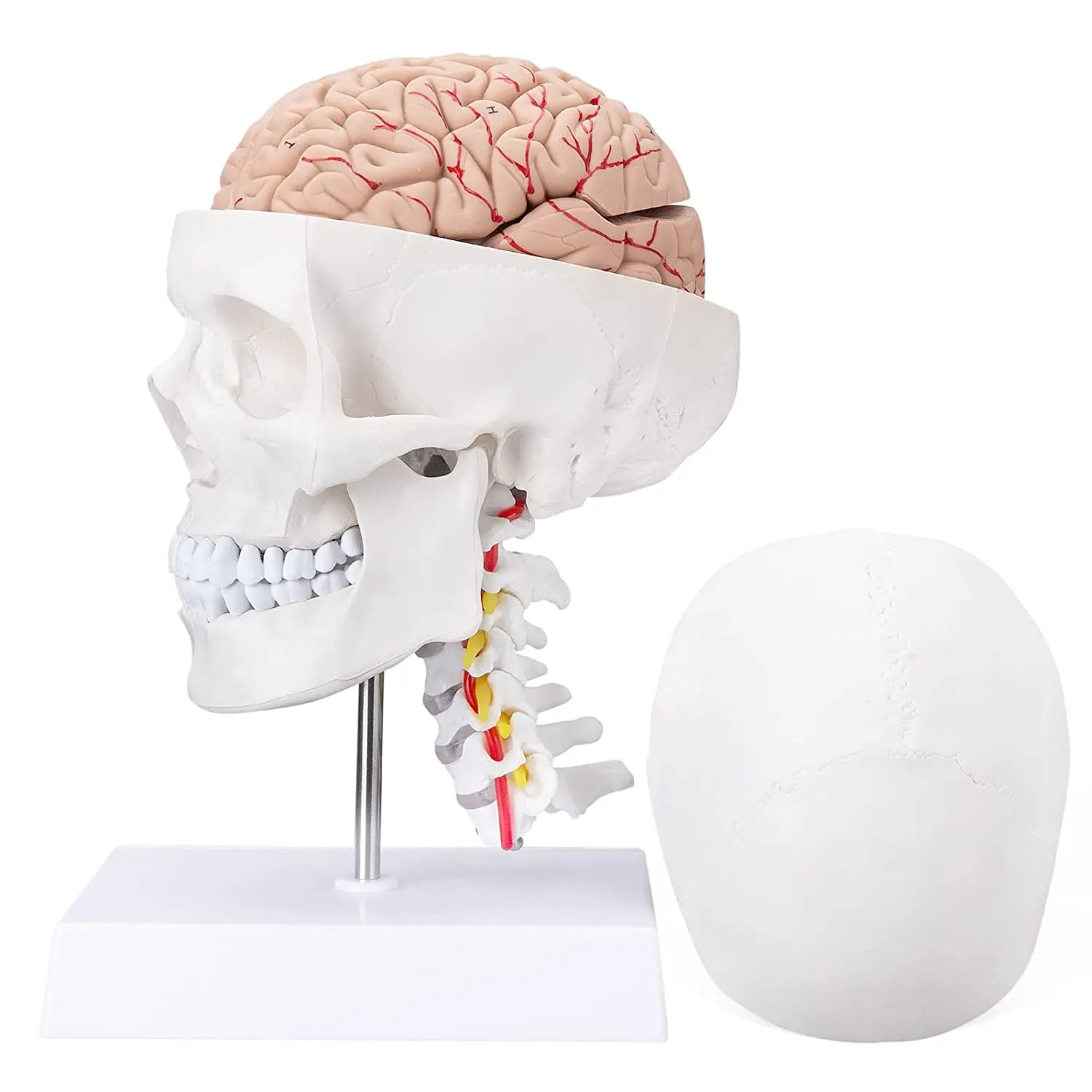 Brain Model Anatomical Model Of Human Head And Human Size Anatomical ...